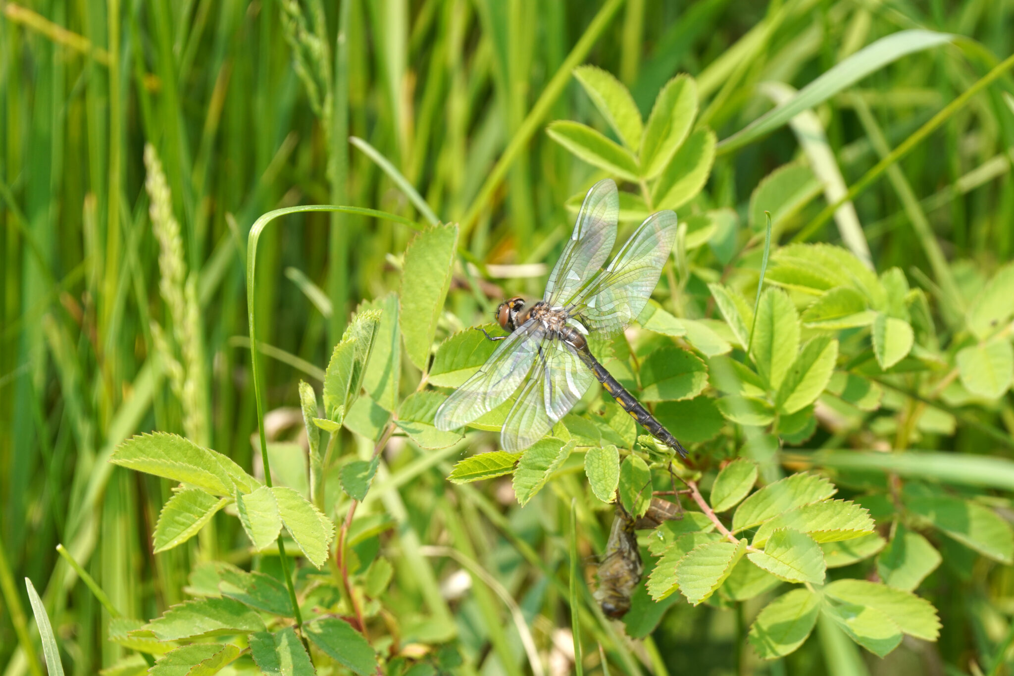 The New Normal Is Already a Loss: How Shifting Baselines Skew Our View ...