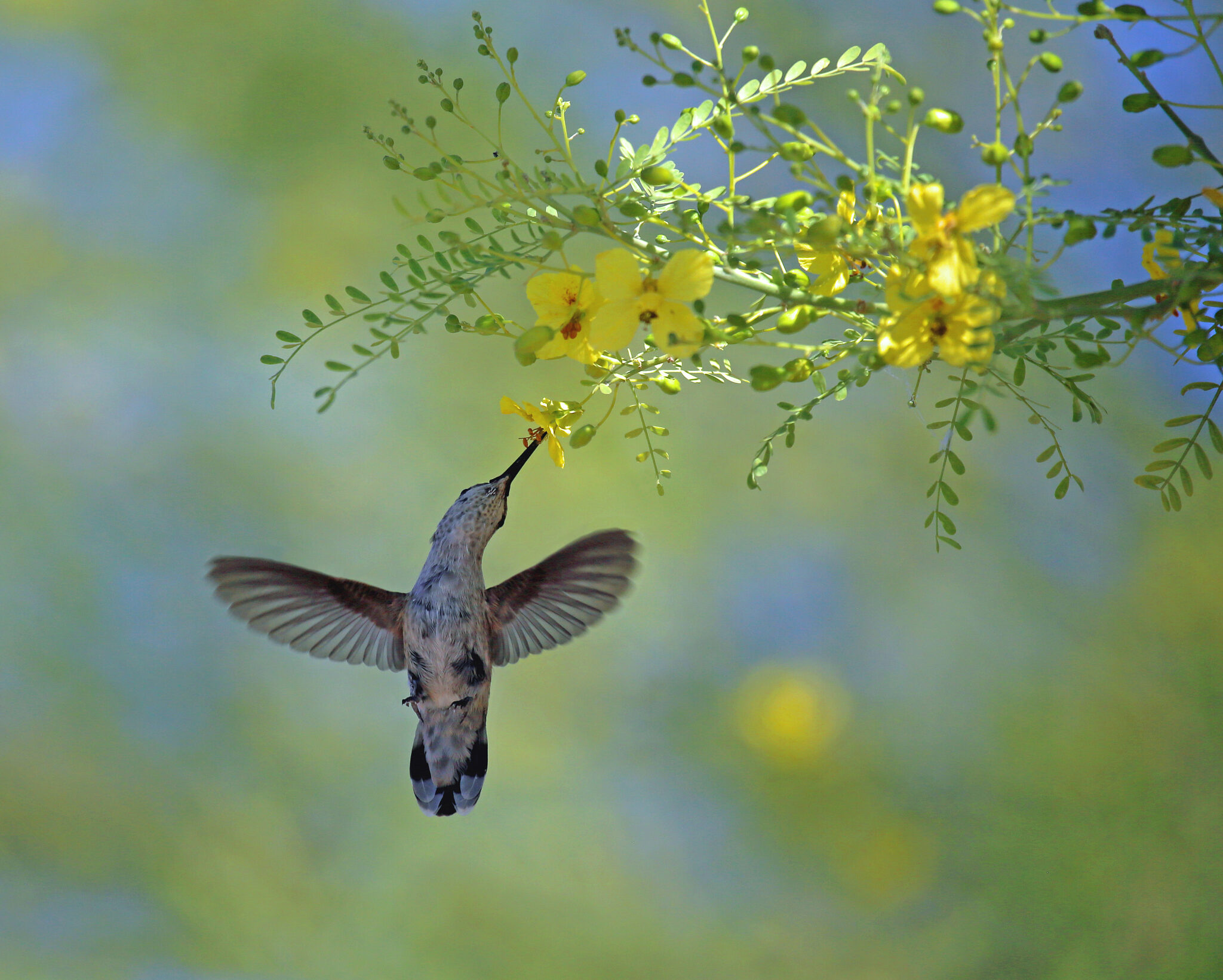 5 Facts About Hummingbirds - The National Wildlife Federation Blog
