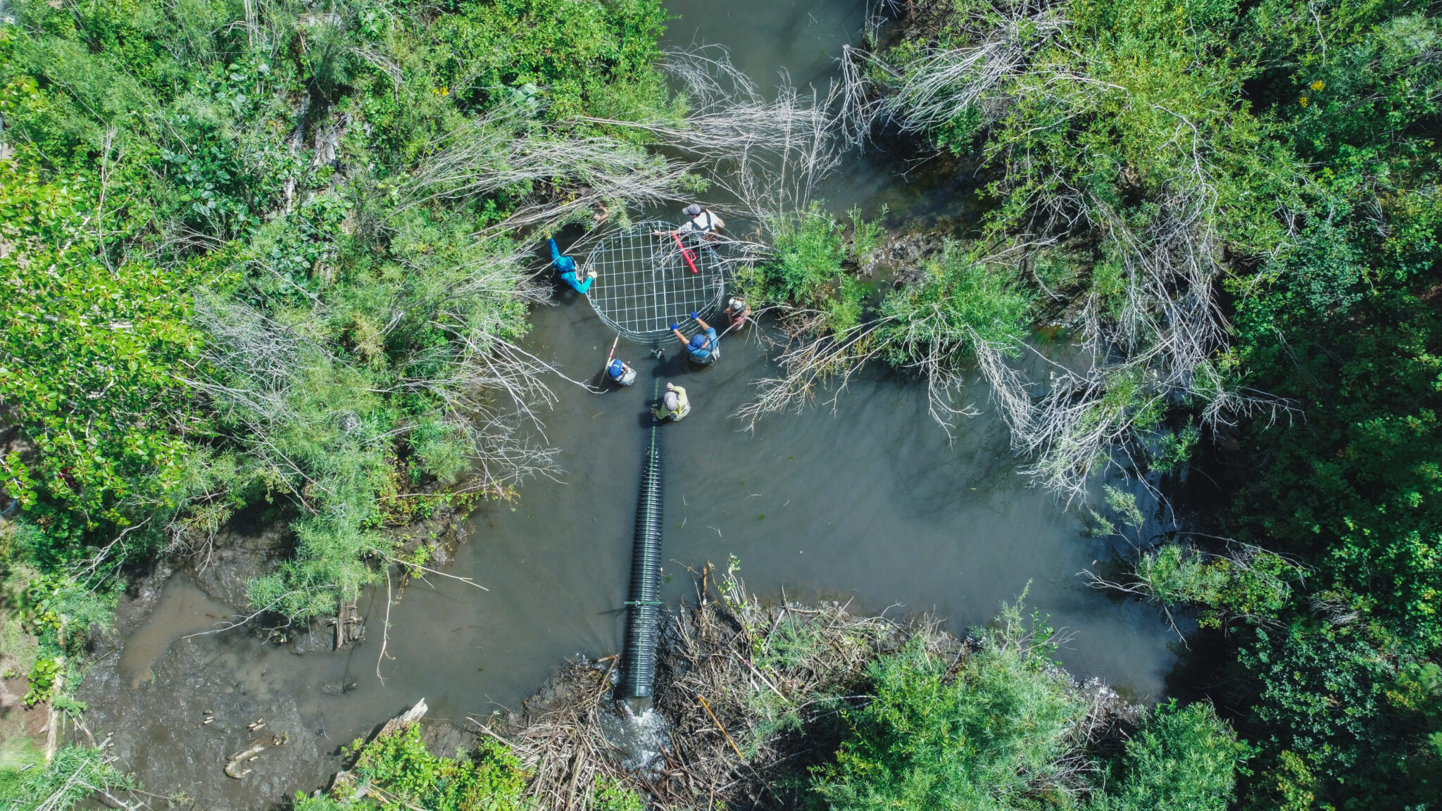 Wading in Water, Sharing Common Ground: Conservation Lessons from Beavers - The National ...