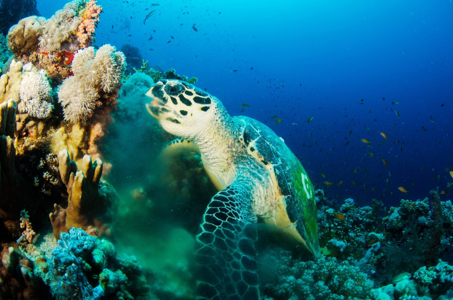 The Sea Turtle Rescue Assistance and Rehabilitation Act - The National ...