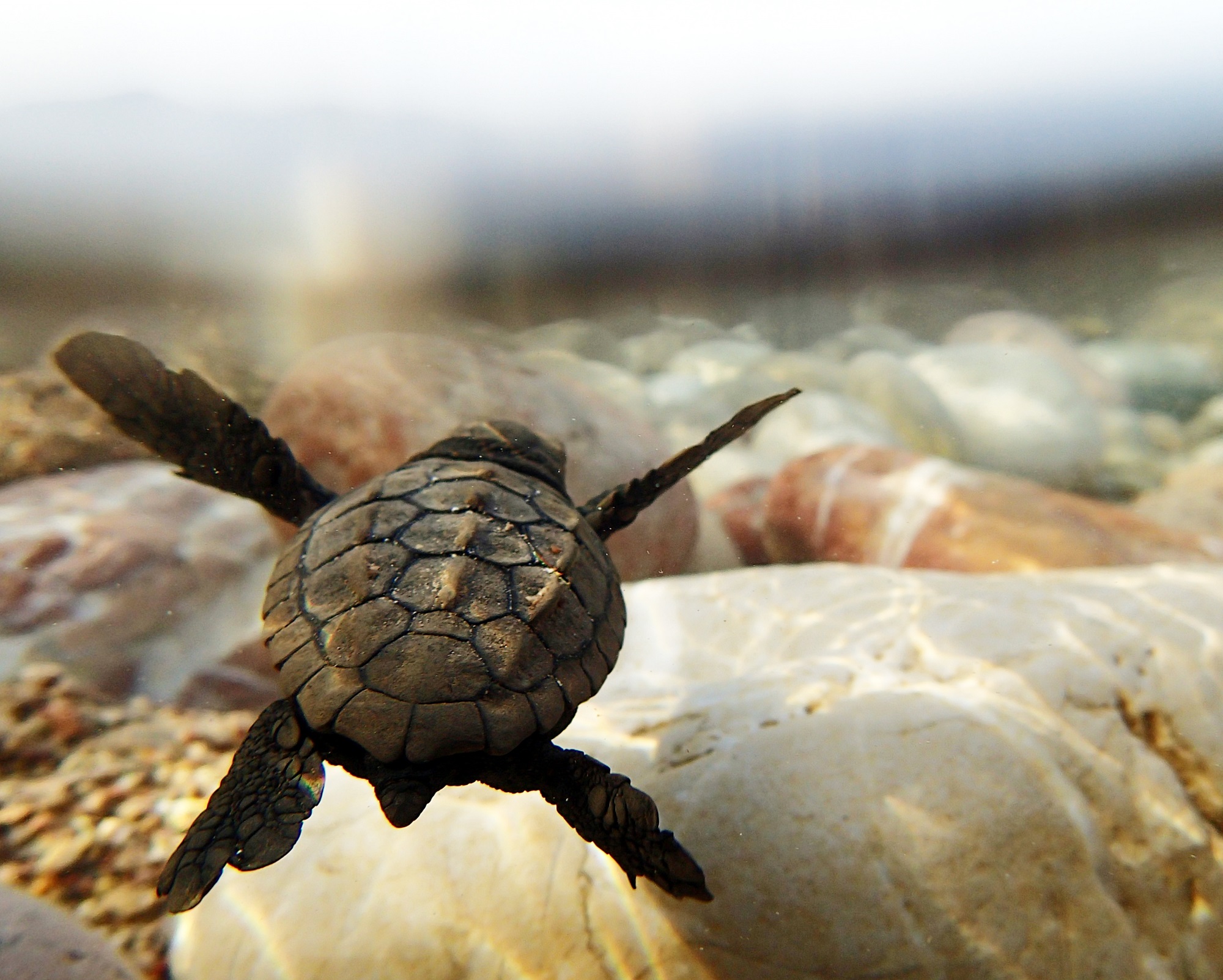 The Sea Turtle Rescue Assistance and Rehabilitation Act - The National ...