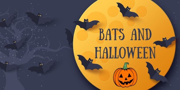 12 Things to Know about Mistletoe - The National Wildlife Federation Blog