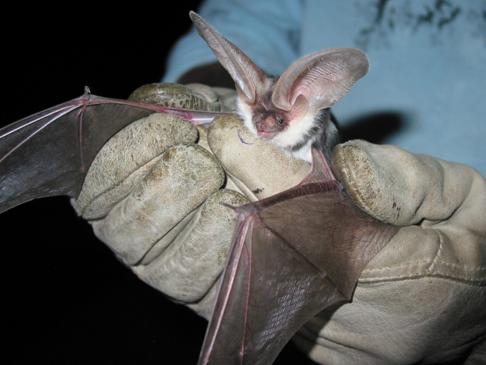 Bats and Halloween - The National Wildlife Federation Blog