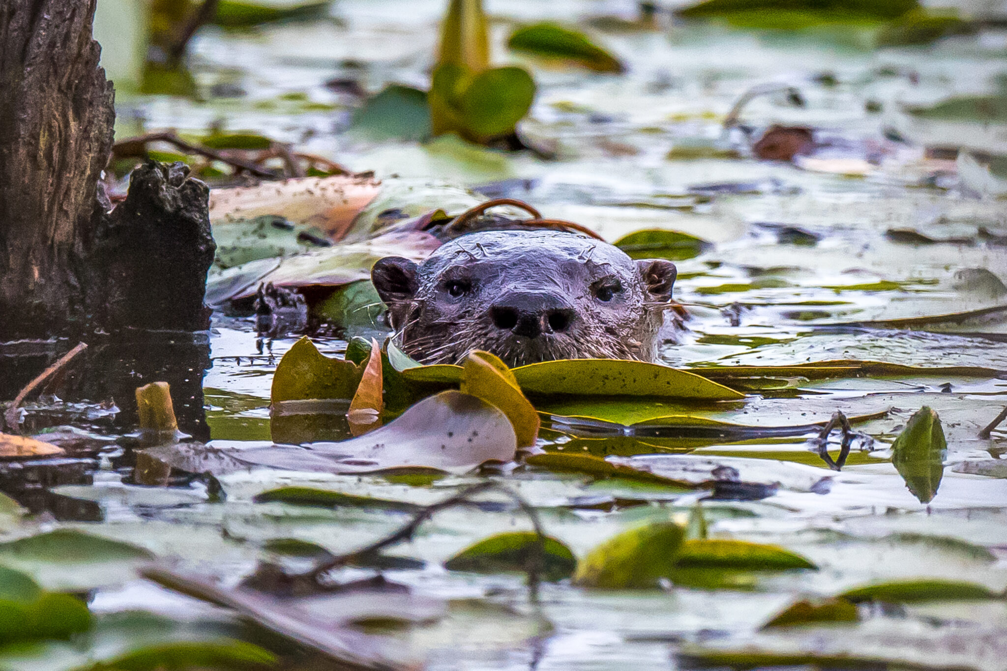 Five Ways to Help Bees At Home - The National Wildlife Federation Blog