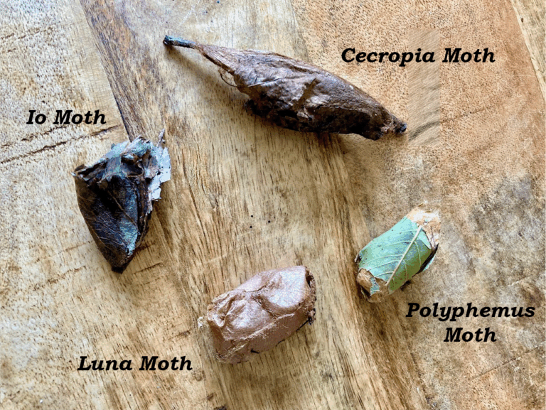 Leaf Layer Safari: How to Spot Hidden Moth Cocoons in Your Backyard - The National Wildlife ...