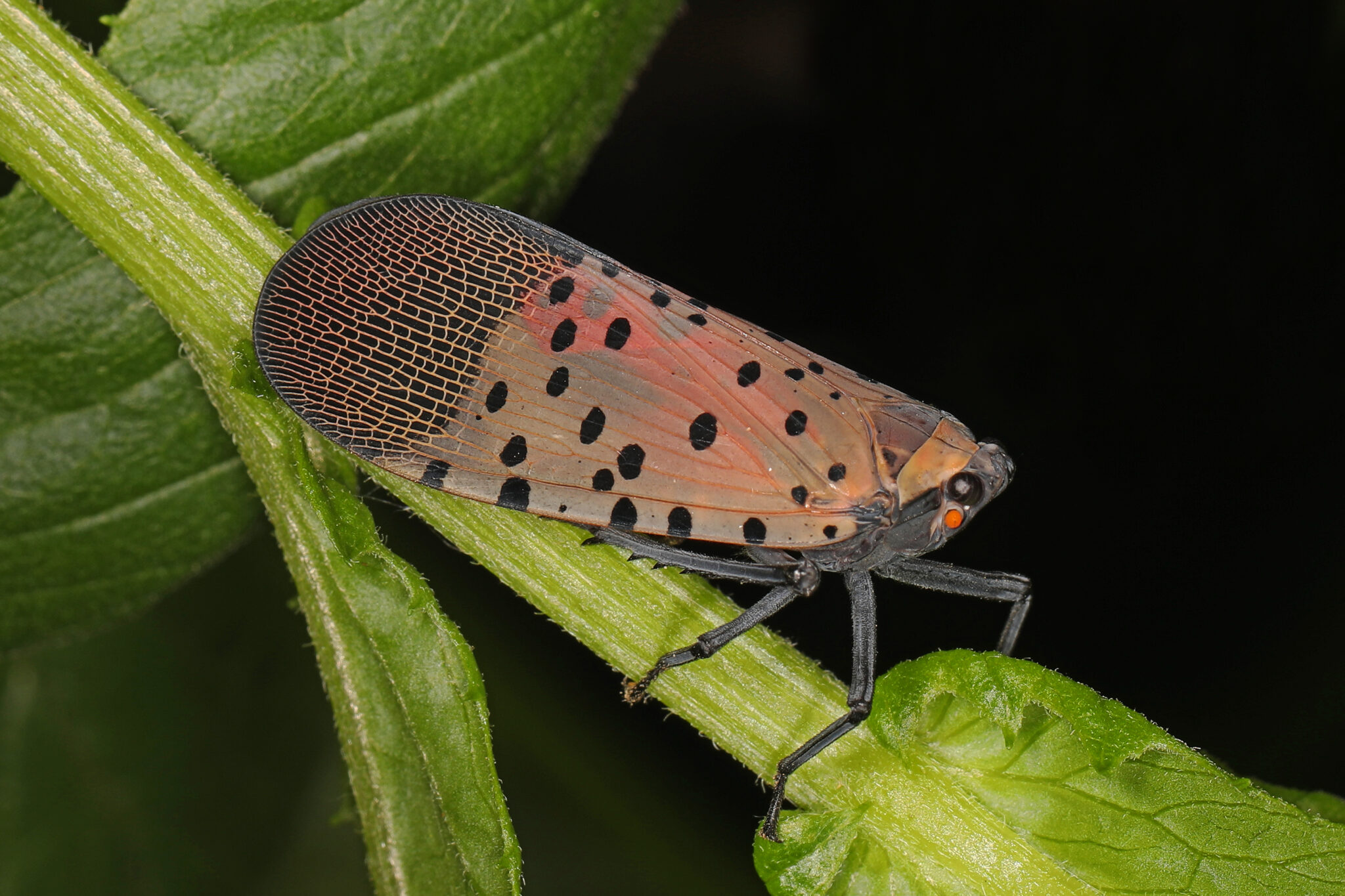 Invasive Insects in Your Backyard: How to Identify & Control Stink Bugs ...
