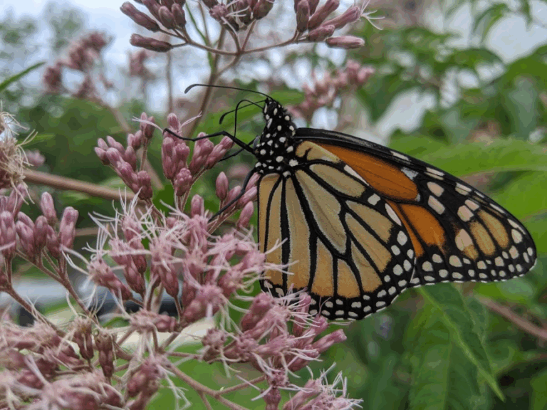 Protecting the Red Wolf: The Most Endangered Wolf in the World - The ...