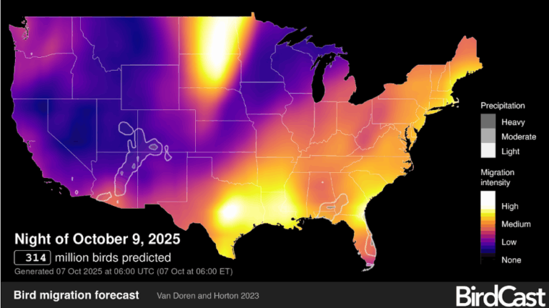 Light Pollution Harms Migratory Birds—Here’s How You Can Help - The ...