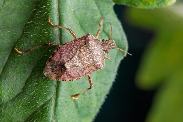 Invasive Insects in Your Backyard: How to Identify & Control Stink Bugs ...