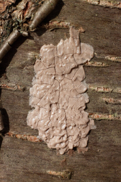 Invasive Insects in Your Backyard: How to Identify & Control Stink Bugs ...