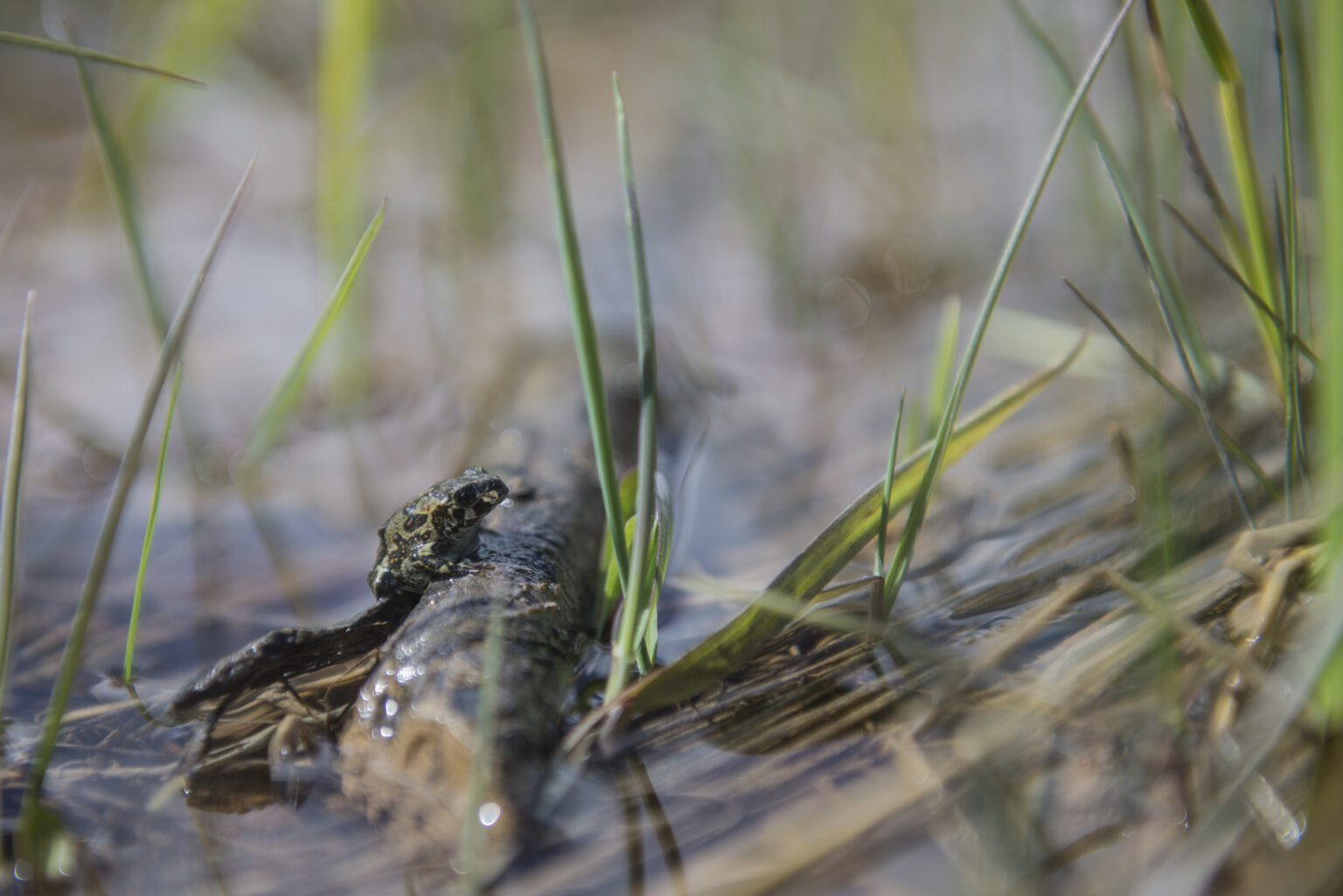 Bringing Back the Boreal Toad to Utah’s Backcountry - The National ...
