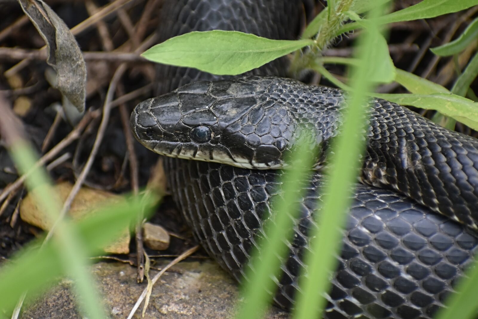 Is the Mockingjay from The Hunger Games Real? - The National Wildlife ...