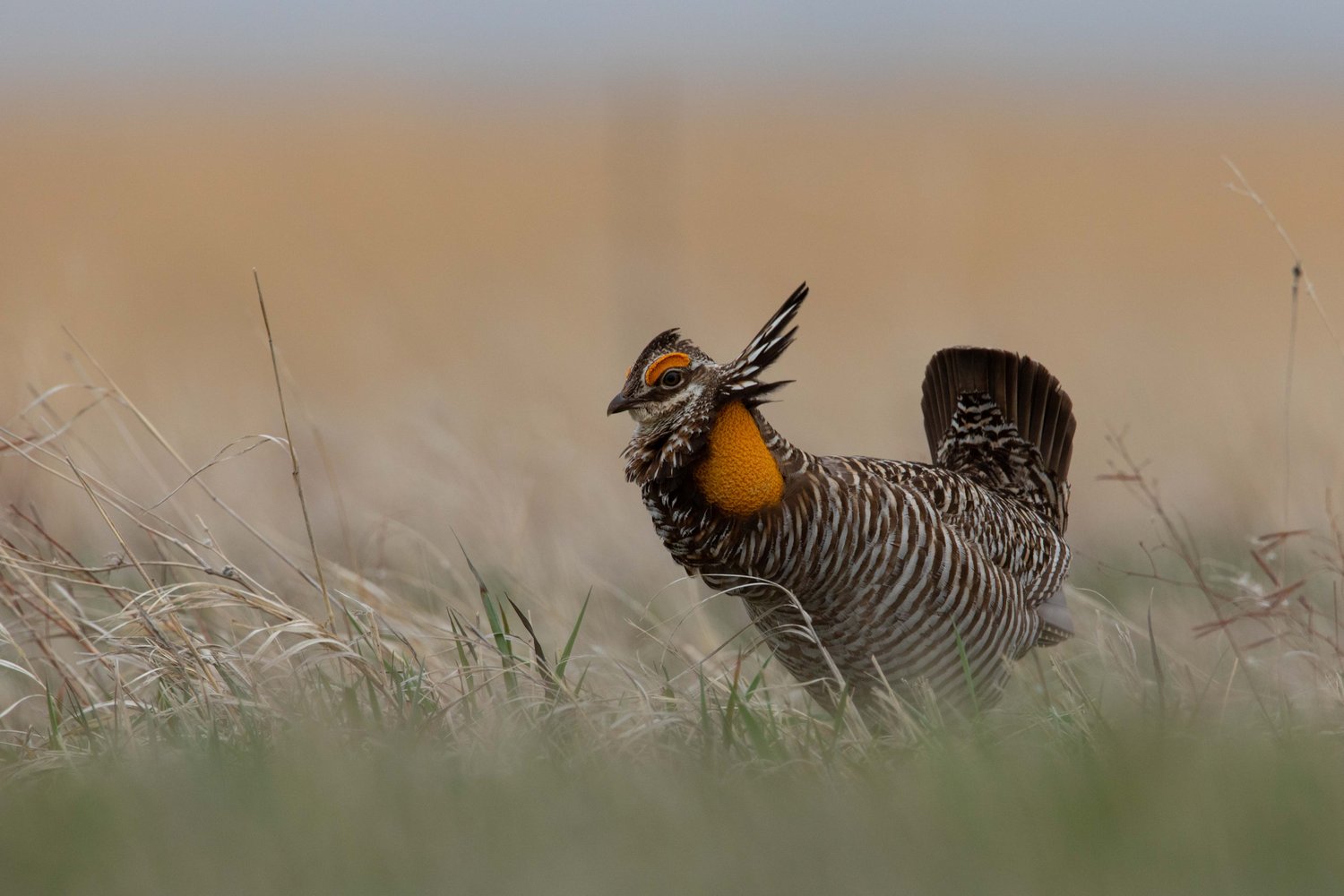 Eight Wild Animal Species the Pilgrims Ate—and How They Are Today - The ...