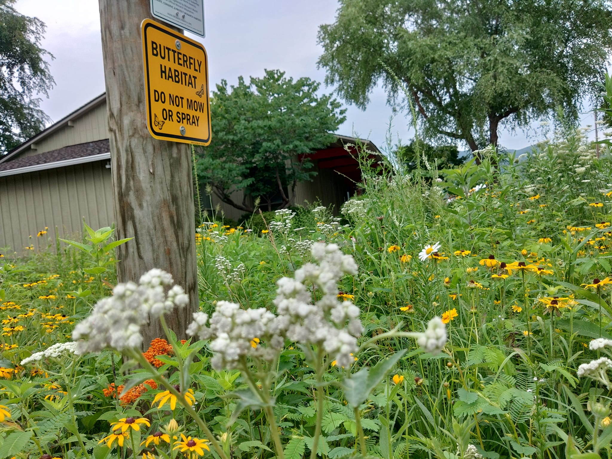 Why Monarchs Need Mayors: Celebrating 5 Monarch Butterfly Advocates of ...