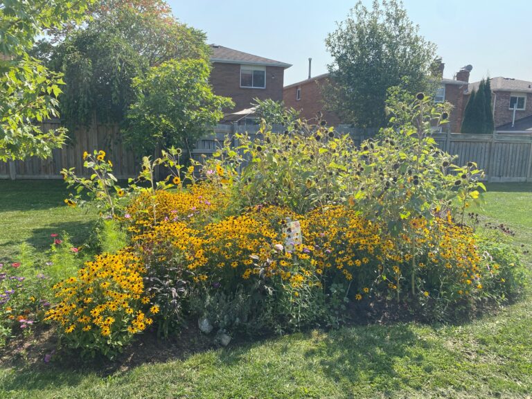 Why Monarchs Need Mayors: Celebrating 5 Monarch Butterfly Advocates of ...