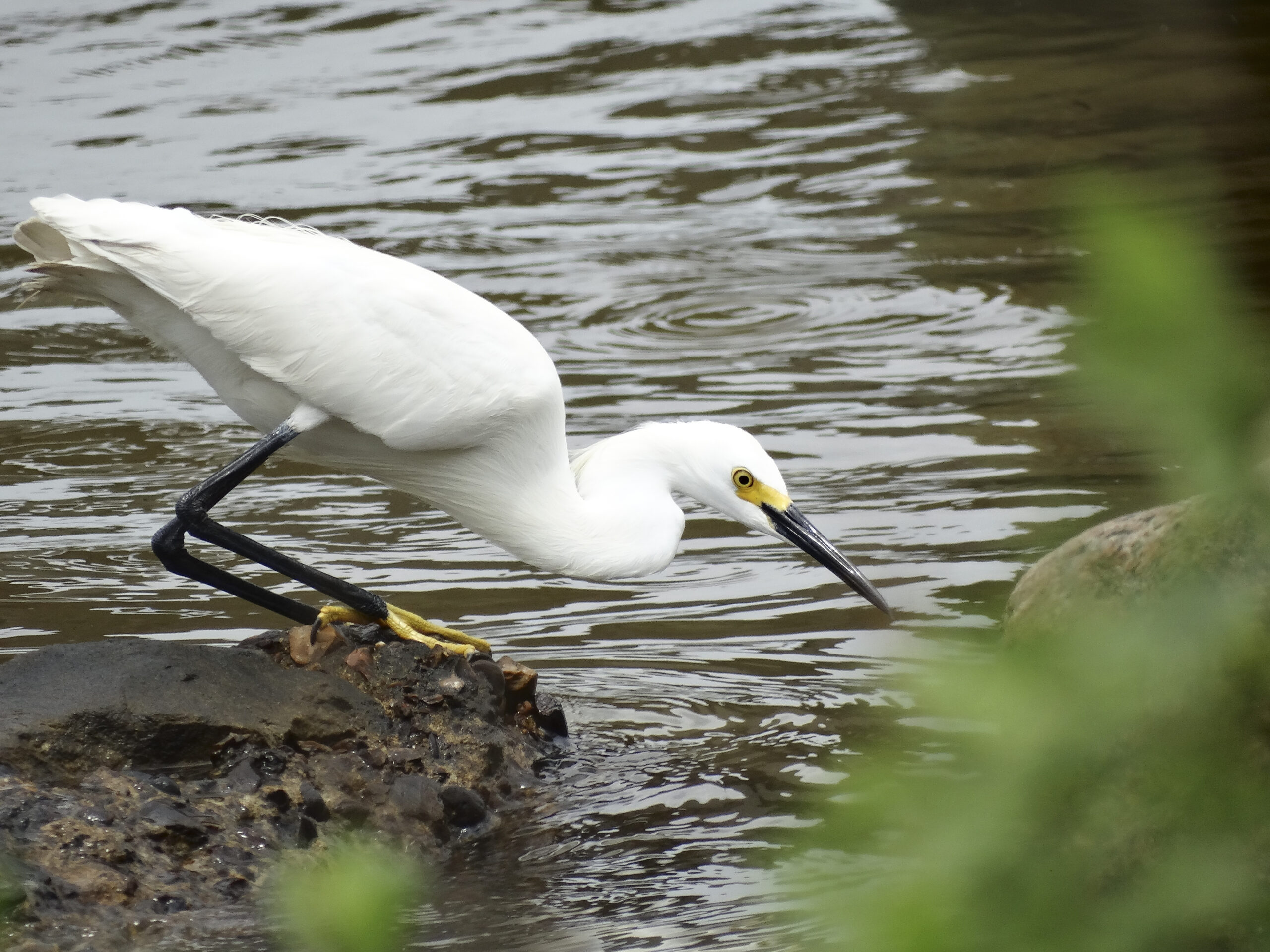 Snowy Egrets, River Paddlers, and Clean Water Won in Texas - The National Wildlife Federation Blog