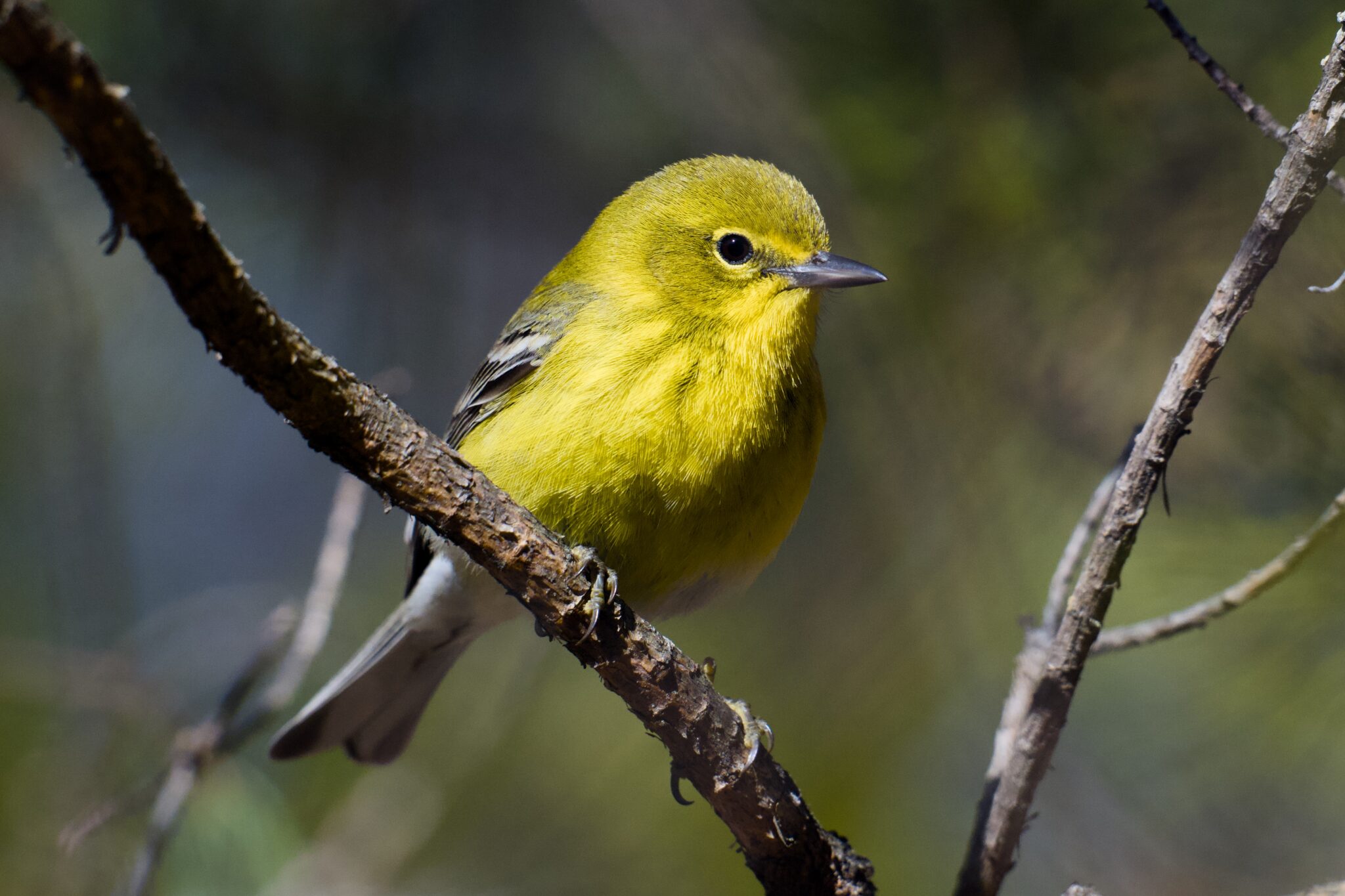 National Wildlife Refuges: A Birdwatcher’s Paradise - The National ...